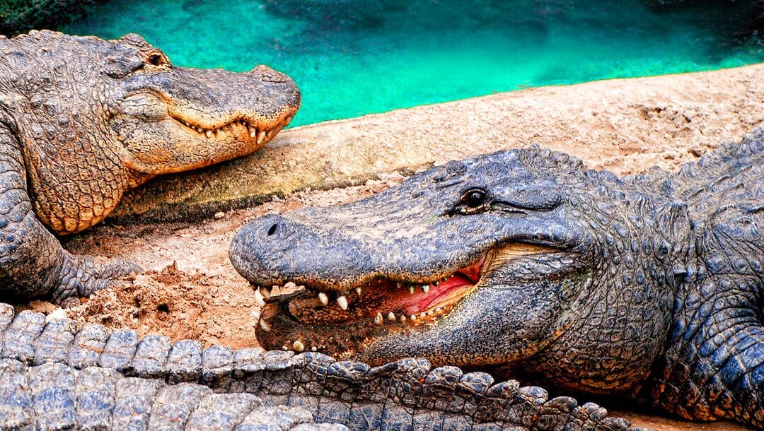 Gators processed | CleanPix